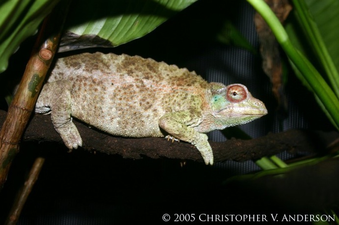 Female Jackson With Horns? | Chameleon Forums